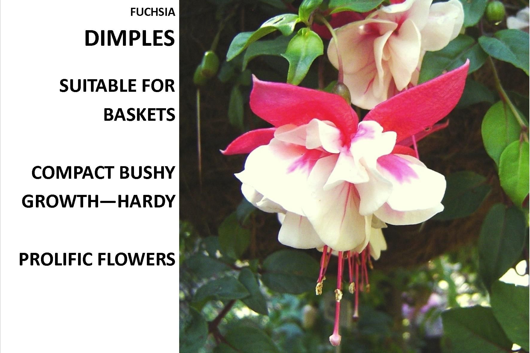 Weald View Gardens Information