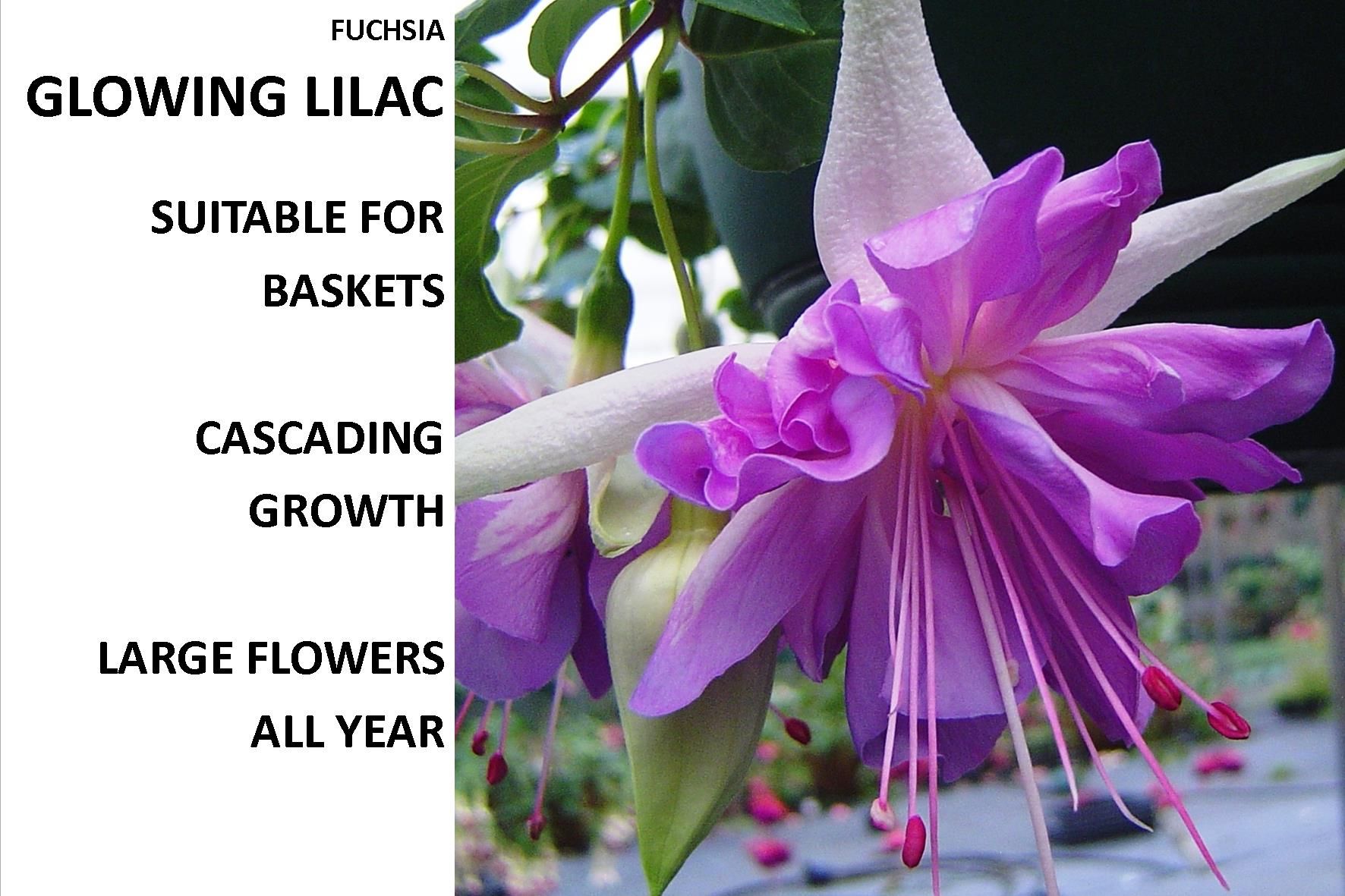 Weald View Gardens Information