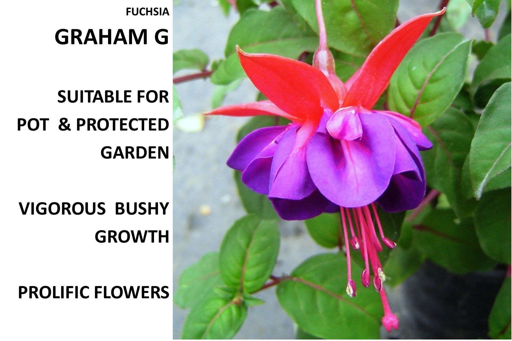 Weald View Gardens Information