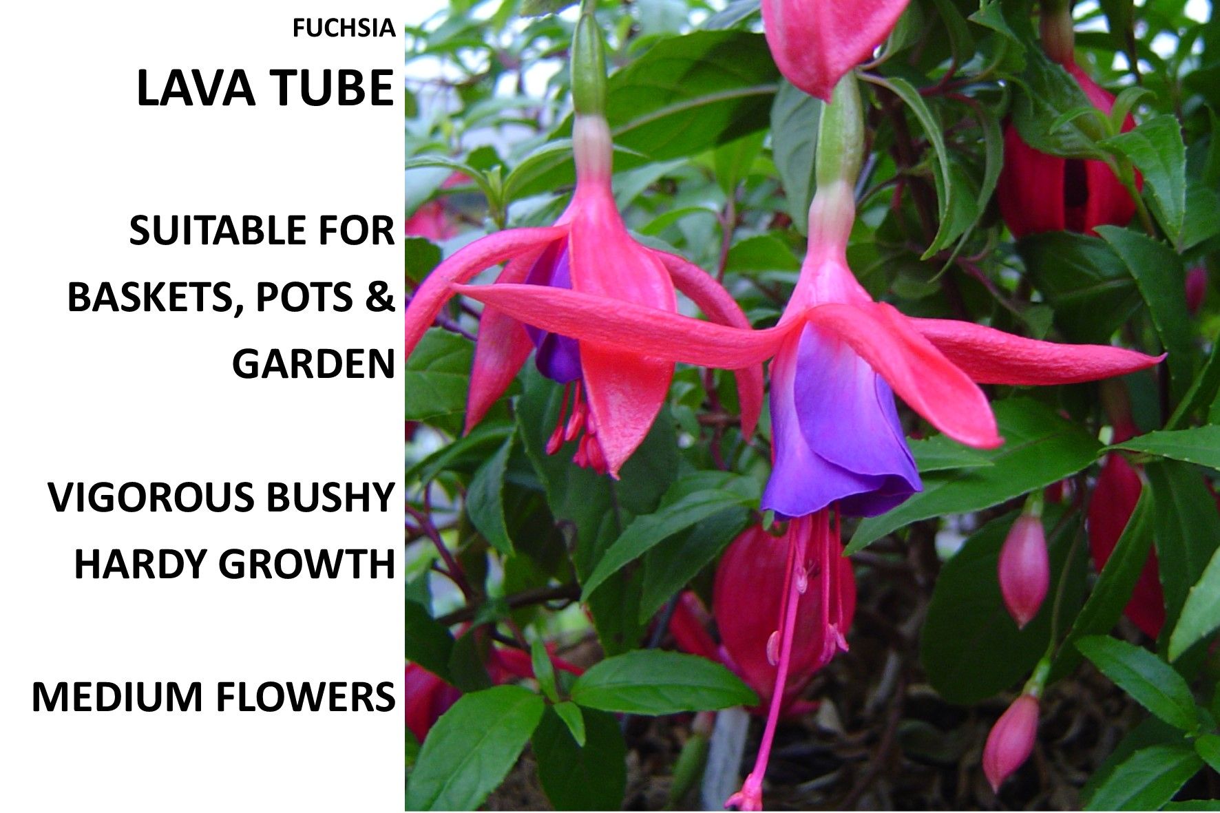 Weald View Gardens Information