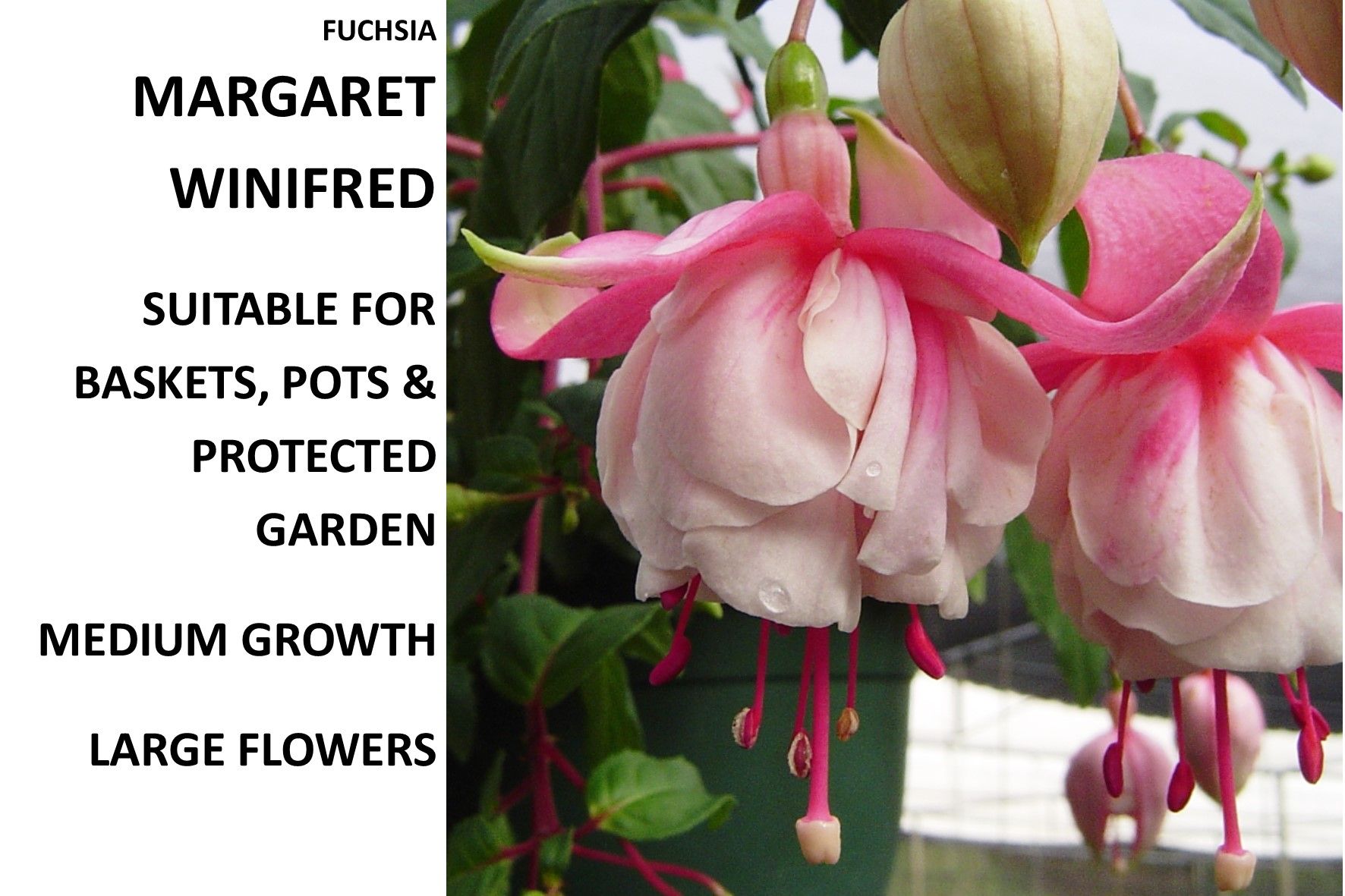 Weald View Gardens Information