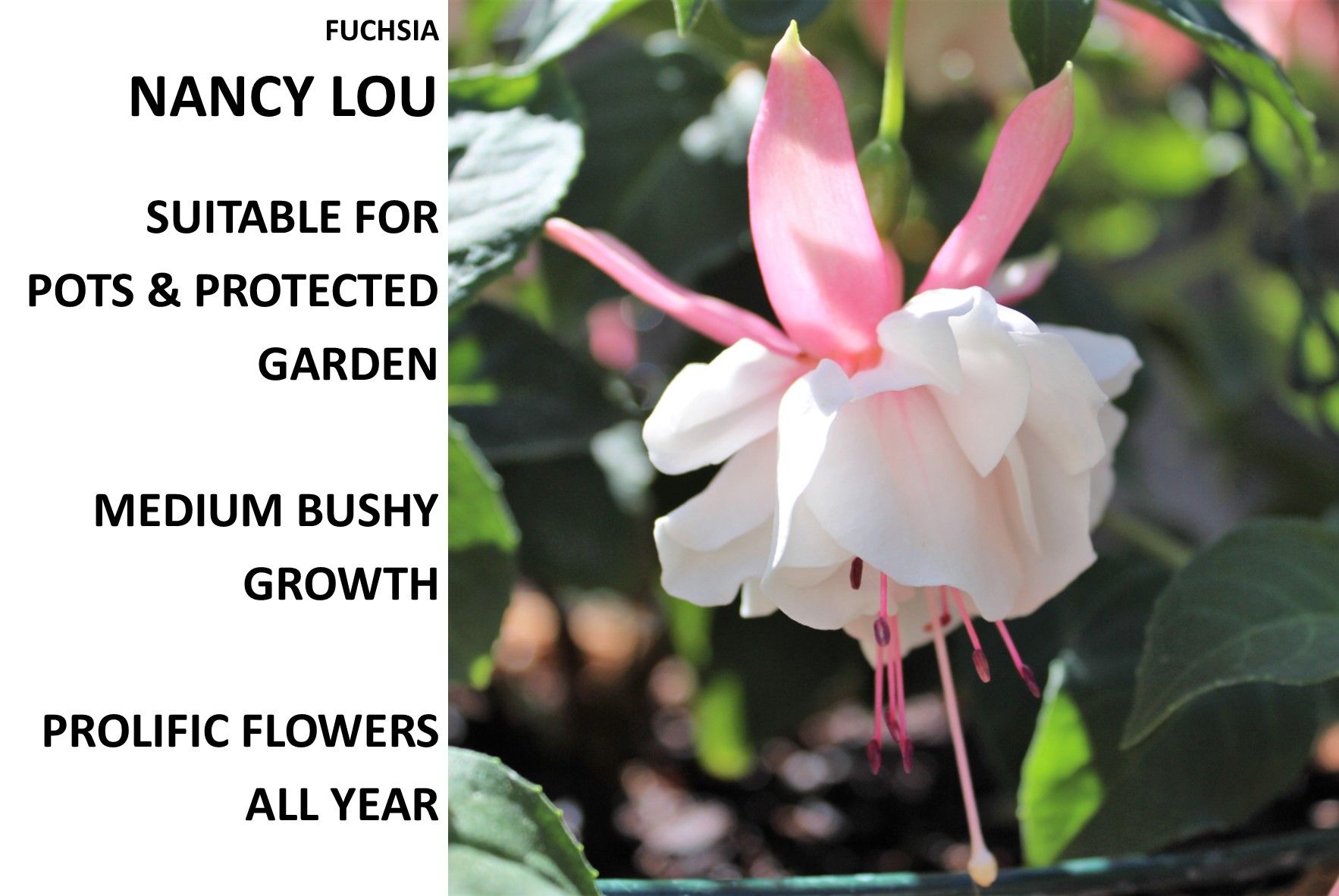 Weald View Gardens Information