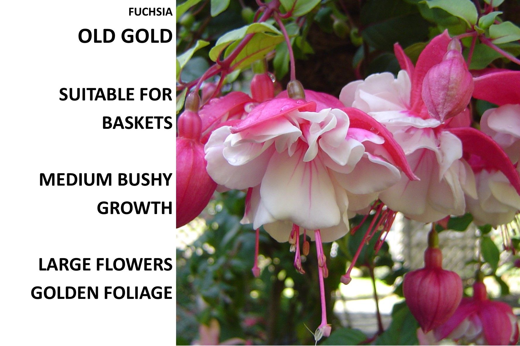 Weald View Gardens Information