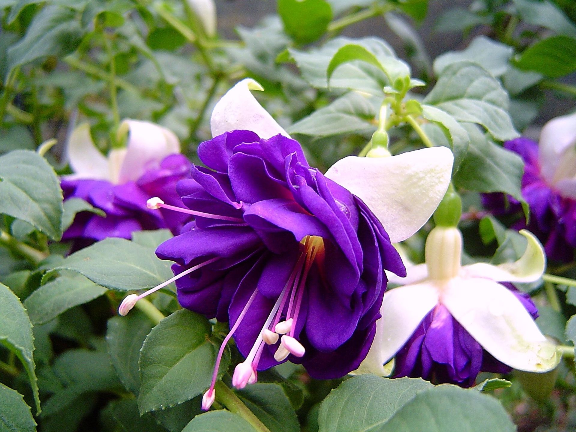 Weald View Gardens Information