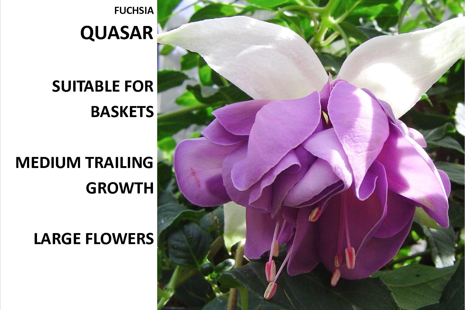 Weald View Gardens Information