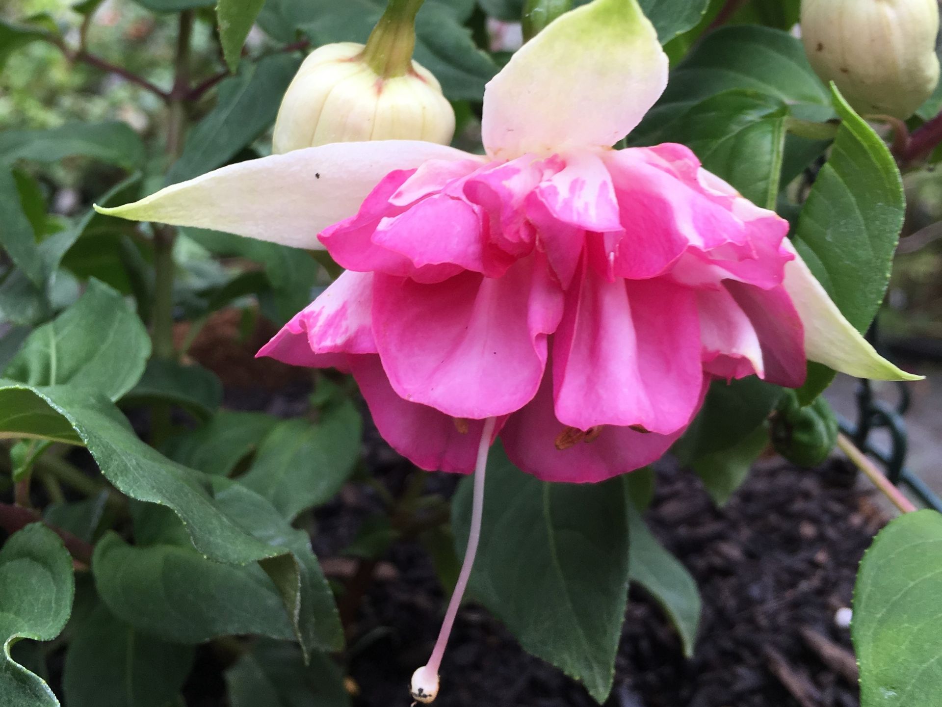 Weald View Gardens Information