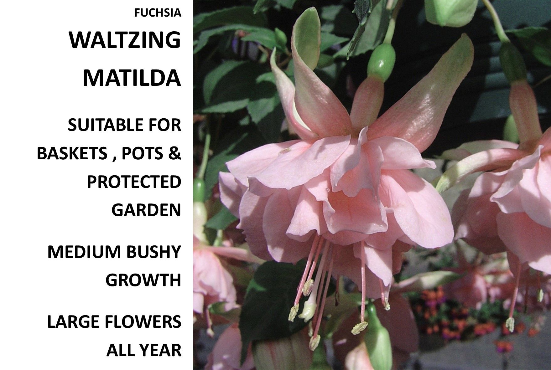 Weald View Gardens Information