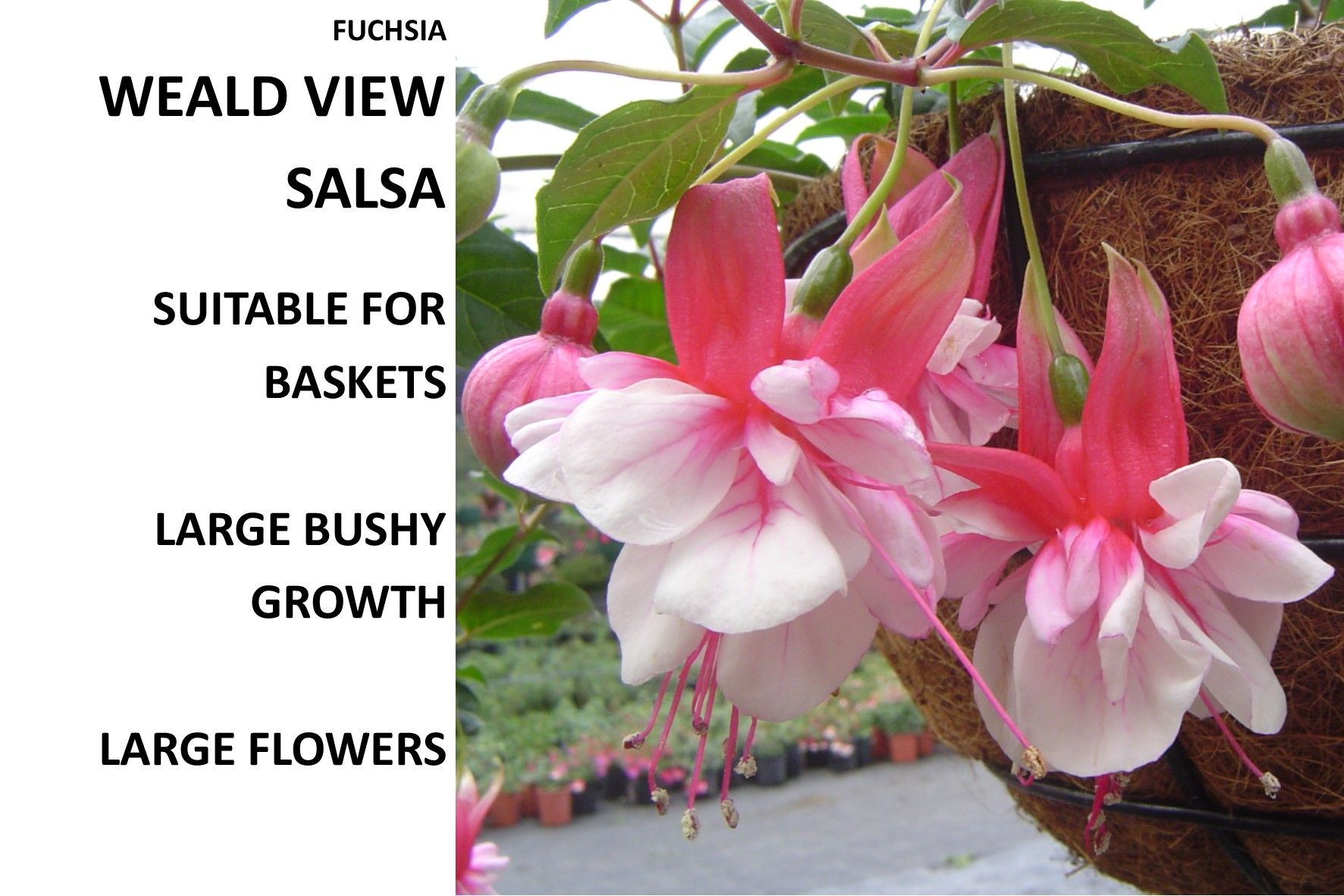 Weald View Gardens Information