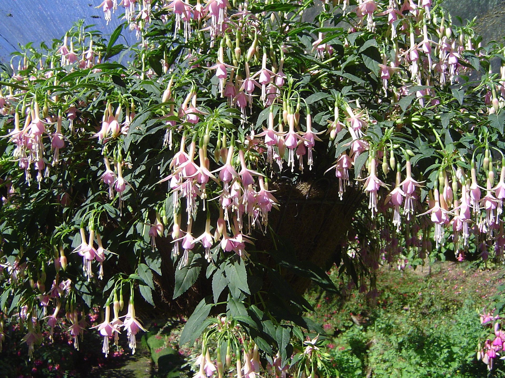 Weald View Gardens Information