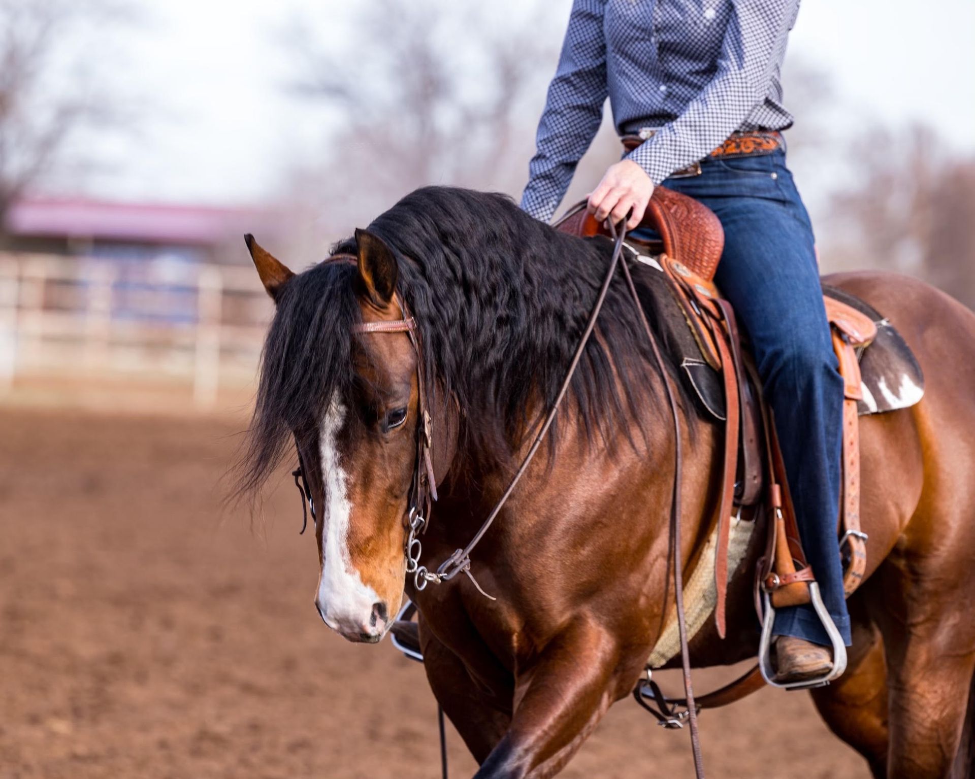 Fiestas Gotta Gun AQHA Stallion
