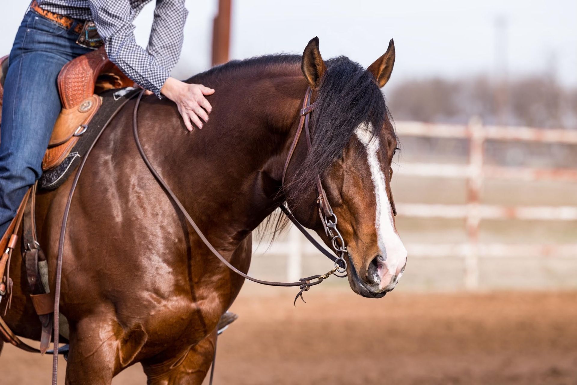 Fiestas Gotta Gun AQHA Stallion