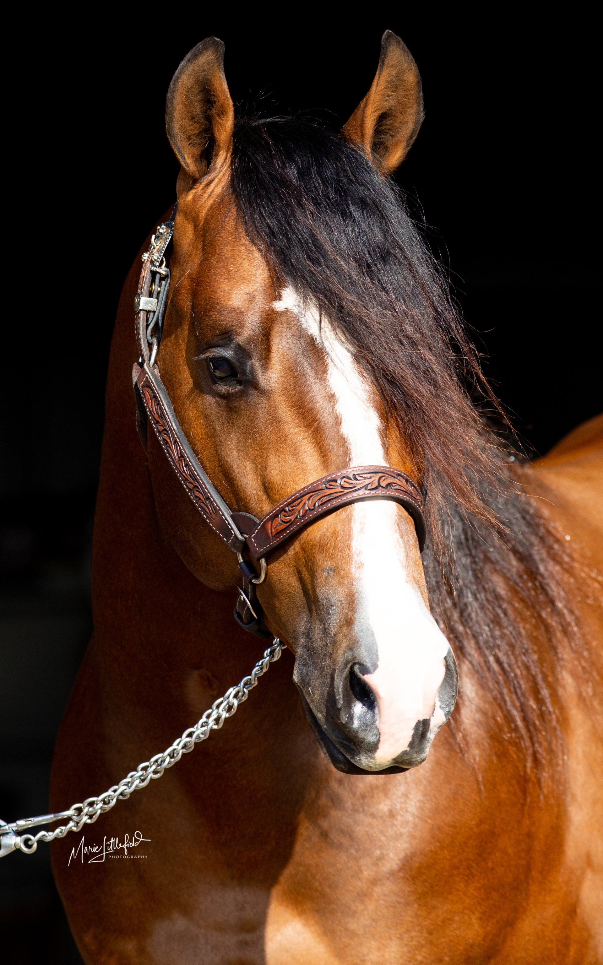 Fiestas Gotta Gun AQHA Stallion