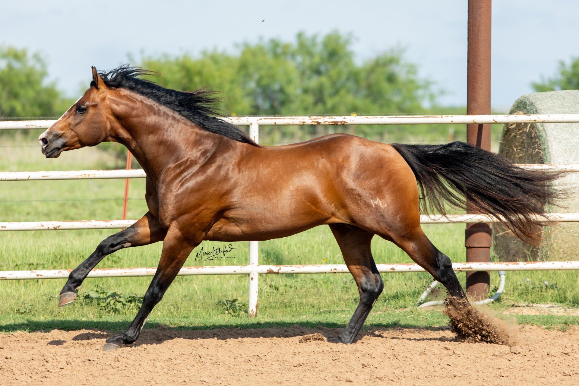 Fiestas Gotta Gun AQHA Stallion