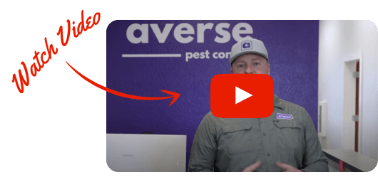 Residential Pest Control in Boise, ID | Averse Pest Control