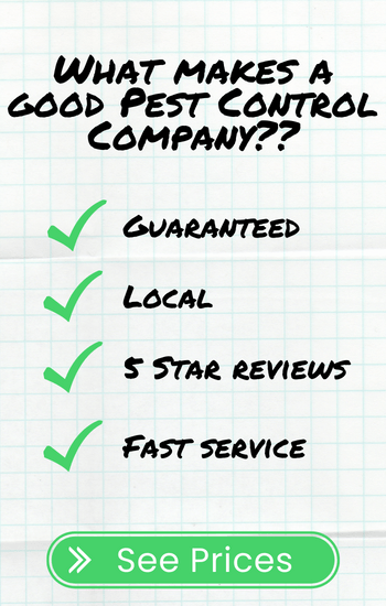 Spider Control in Boise | Averse Pest Control