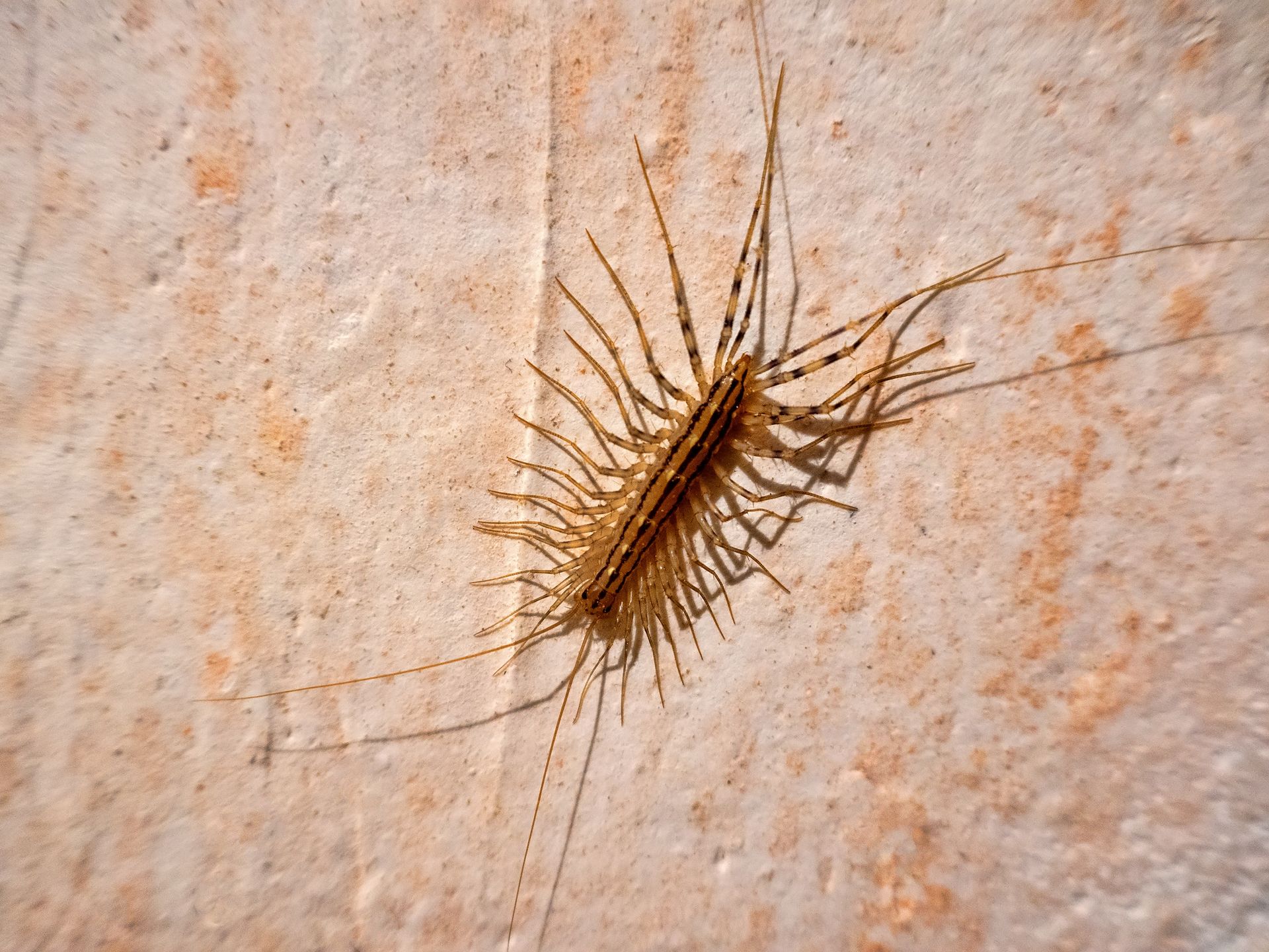 Centipedes Pest Control in Boston, MA