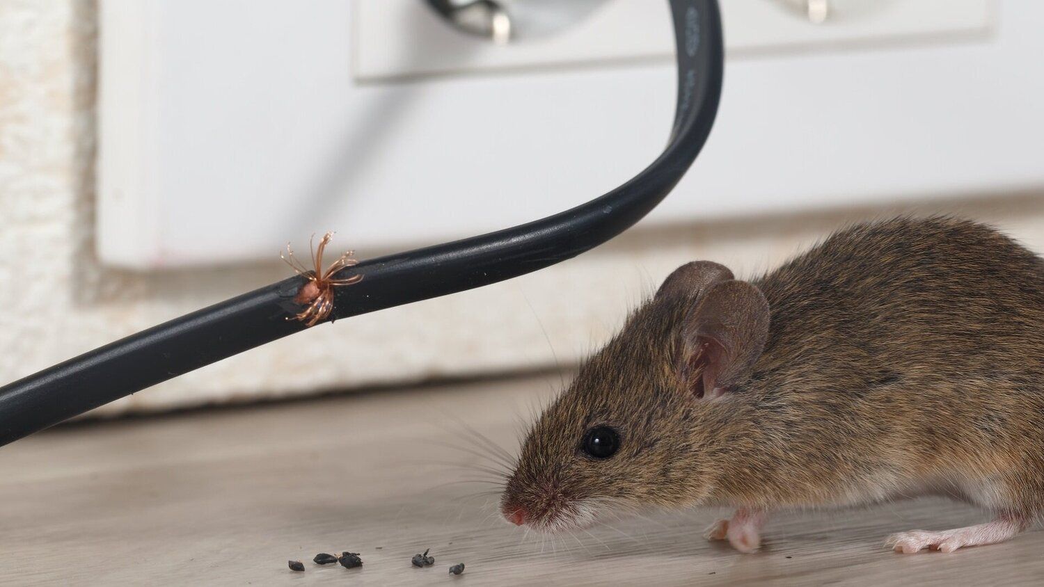 Mice Pest Control in Boston, MA