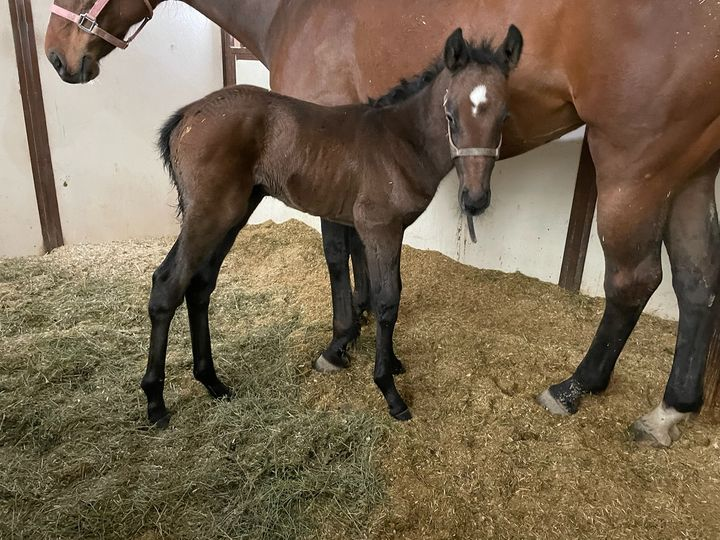 Foaling Barn | St. Michael, MN | Wind-N-Wood Farm