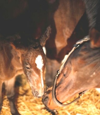 Foaling & Broodmare Management | St. Michael, MN