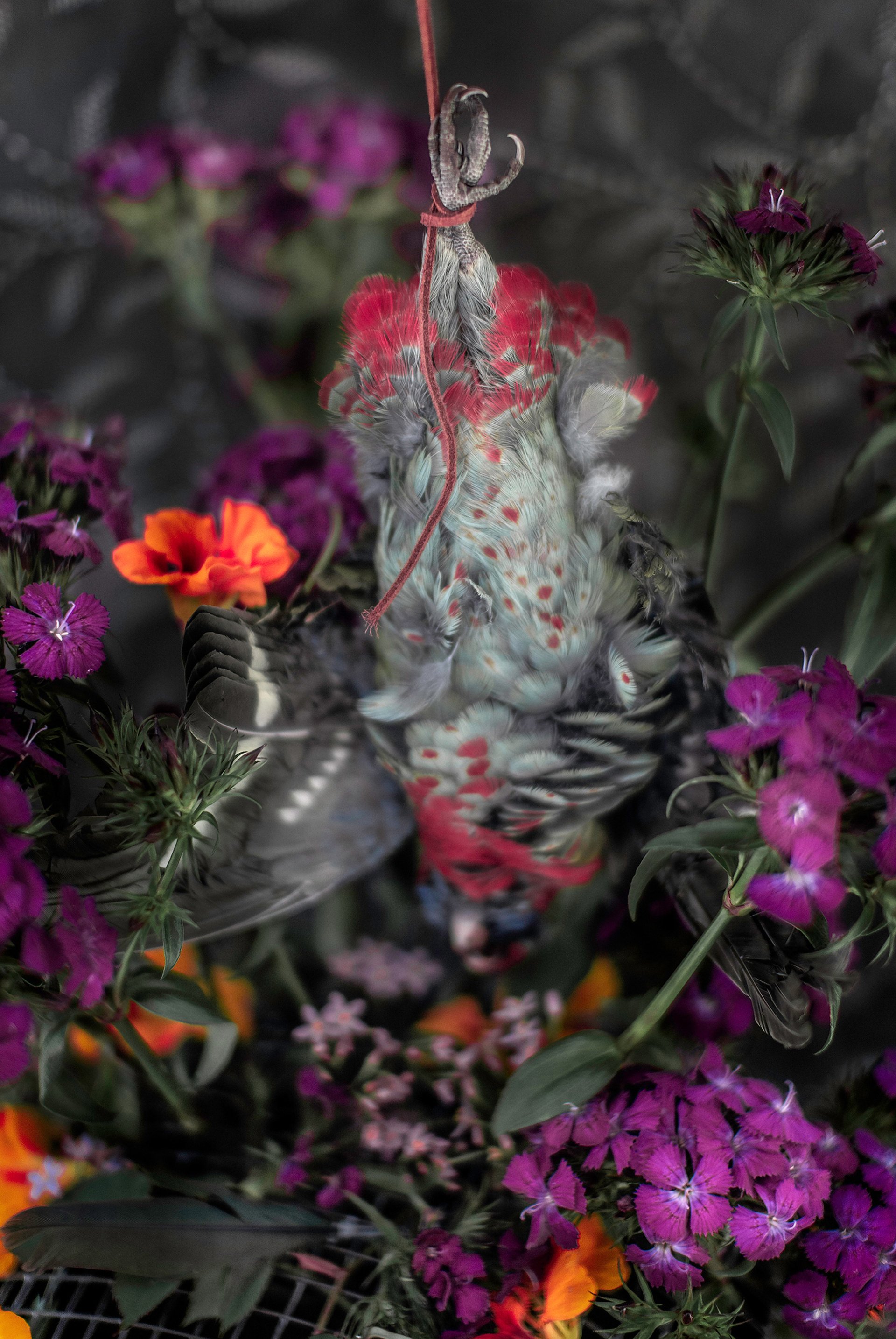 Funeral For a Rat Part 2