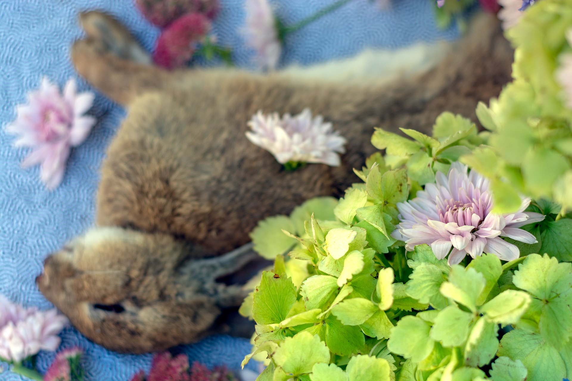 funeral death flowers still life dark beauty decay