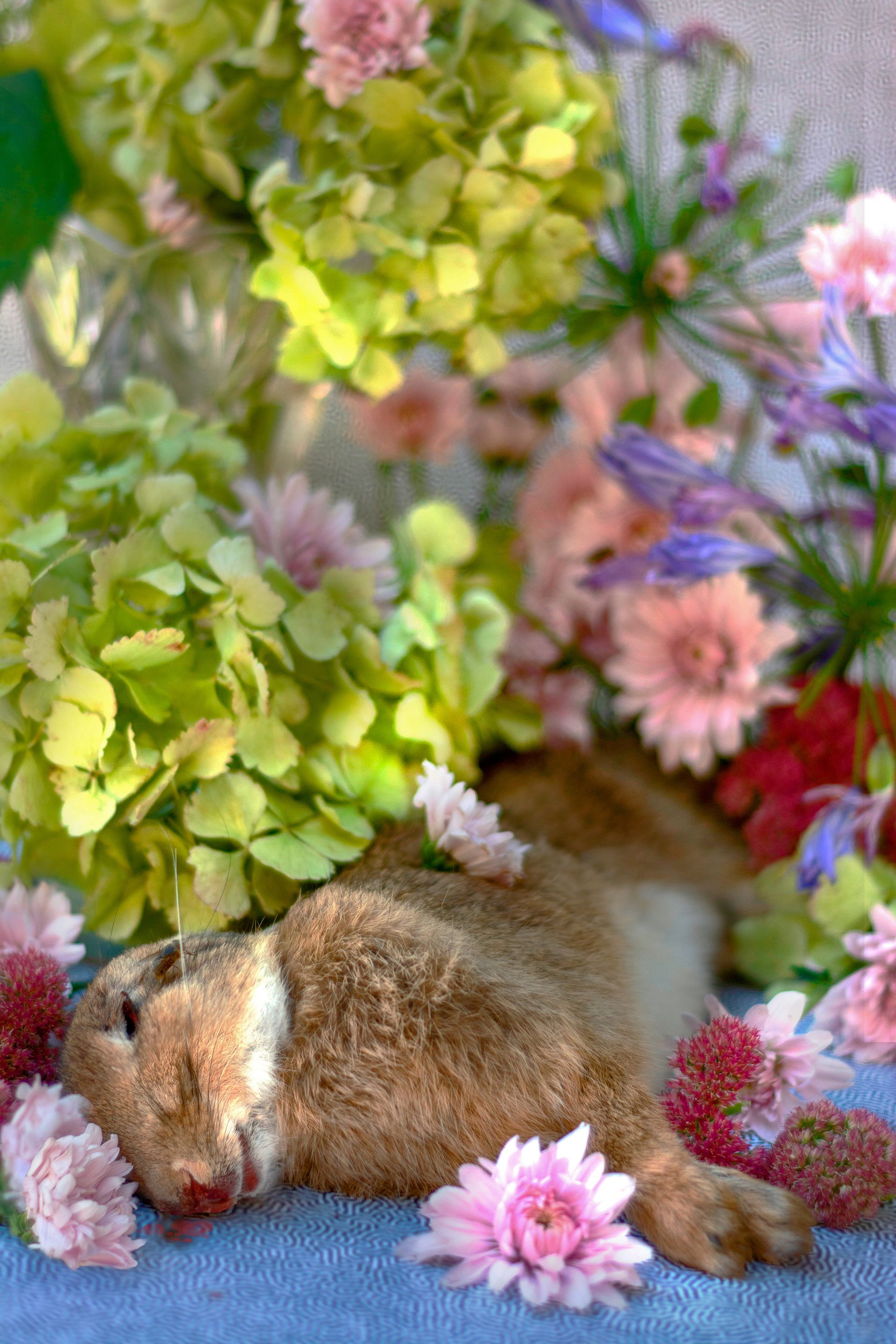 funeral death flowers still life dark beauty decay