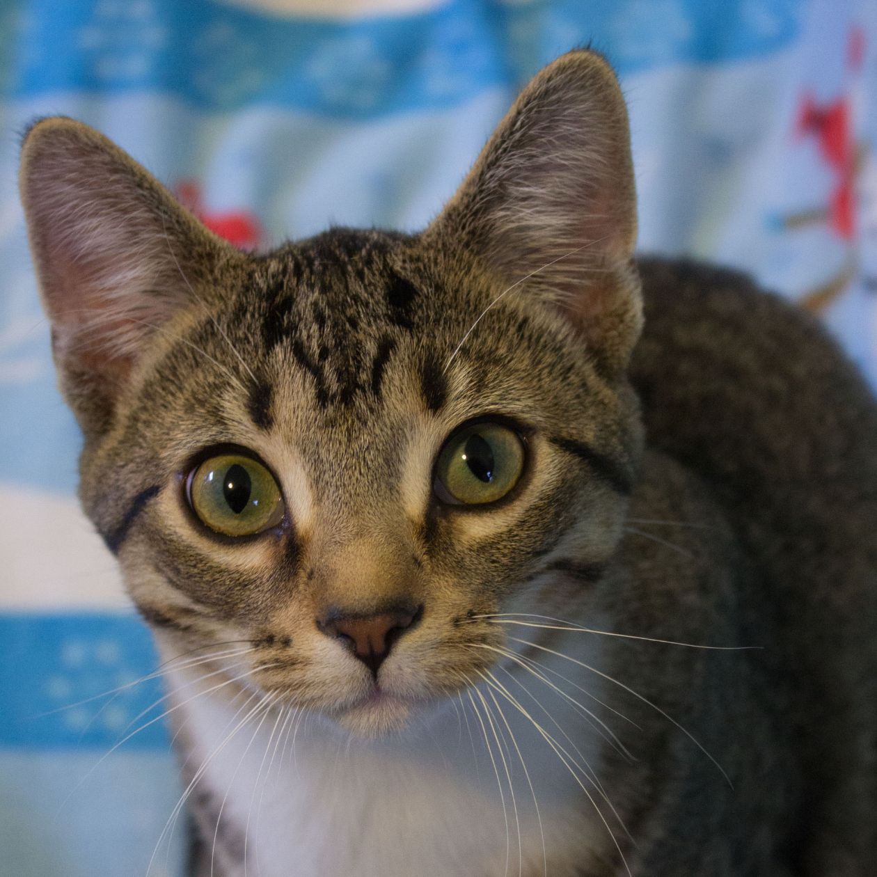 How to Adopt a Cat | Neenah, WI Cat Rescue | OARS Adoption