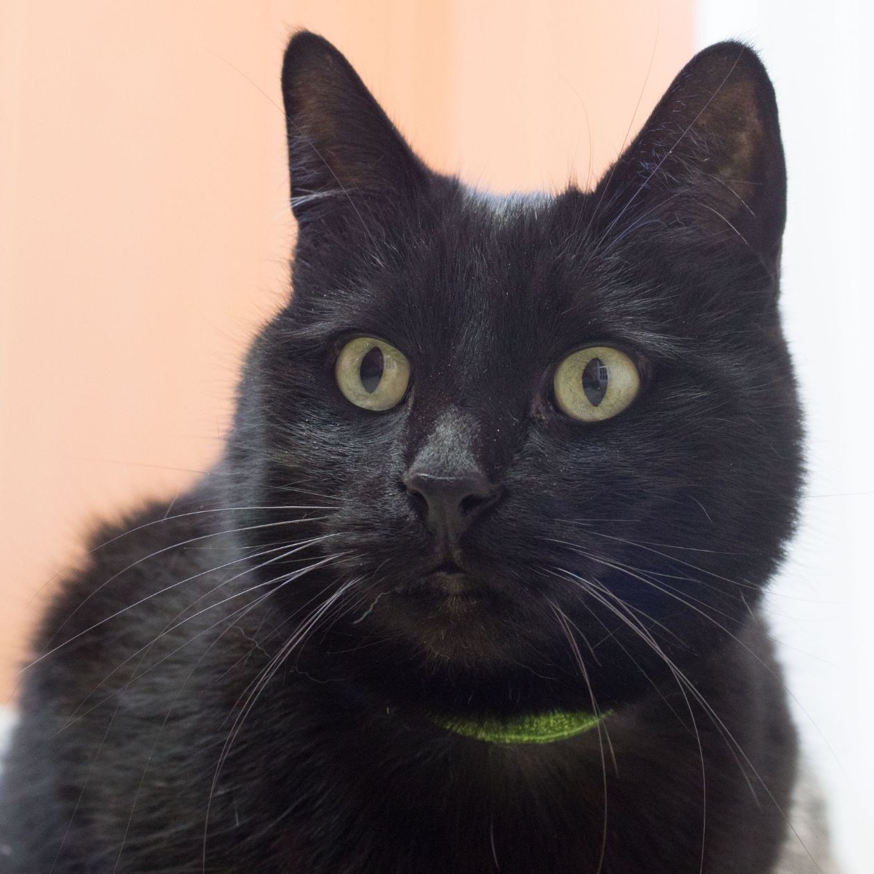 Volunteer at Orphan Animal Rescue & Sanctuary | Neenah WI