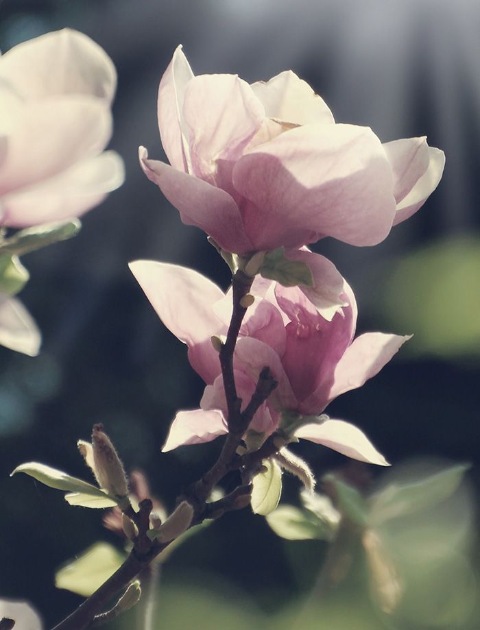 Sundberg-Olpin & Wheeler Mortuary | Orem, UT