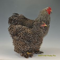 Recognized color varieties Brahma