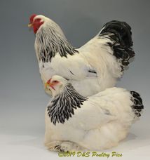 Recognized color varieties Brahma