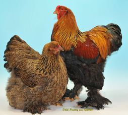 Recognized color varieties Brahma