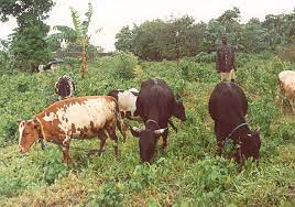 Home [www.ornamental-breeders.org]