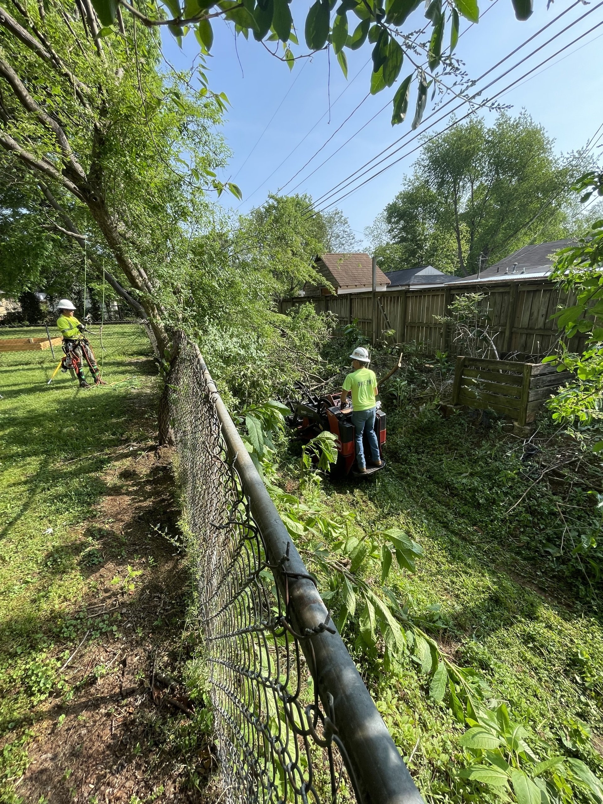 Tree Pruning Near Me | Killen, Alabama | Tree Pro Inc.