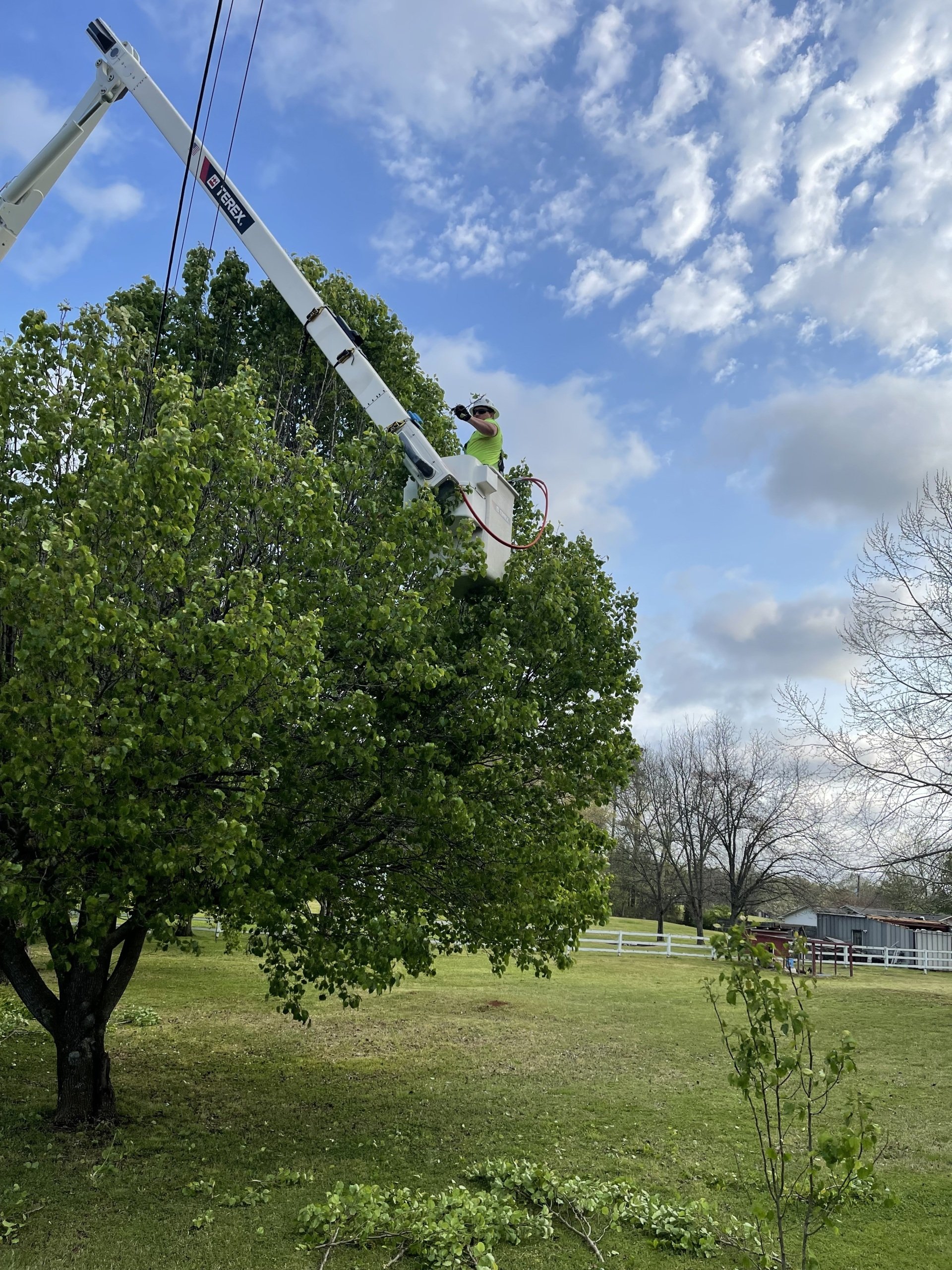 Tree Pruning Near Me | Killen, Alabama | Tree Pro Inc.