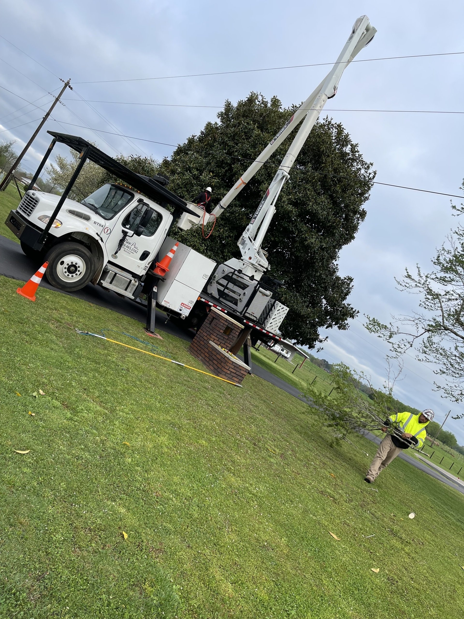 Tree Pruning Near Me | Killen, Alabama | Tree Pro Inc.