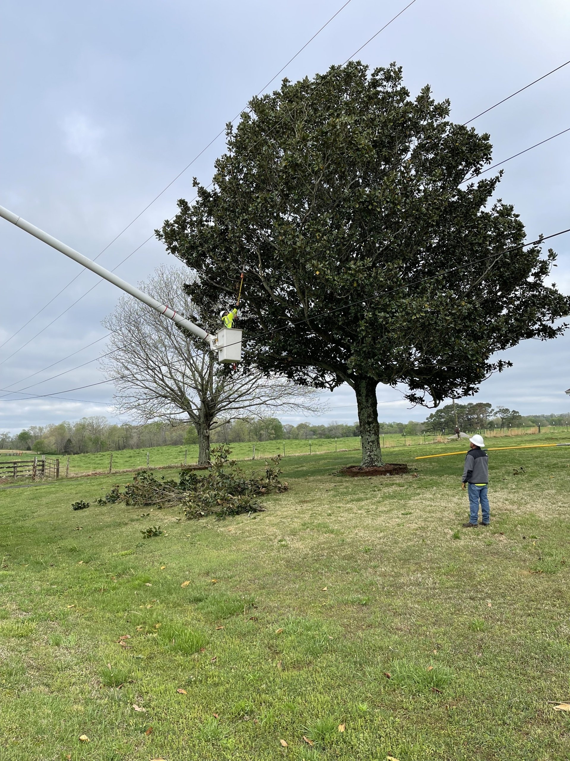 Tree Pruning Near Me | Killen, Alabama | Tree Pro Inc.