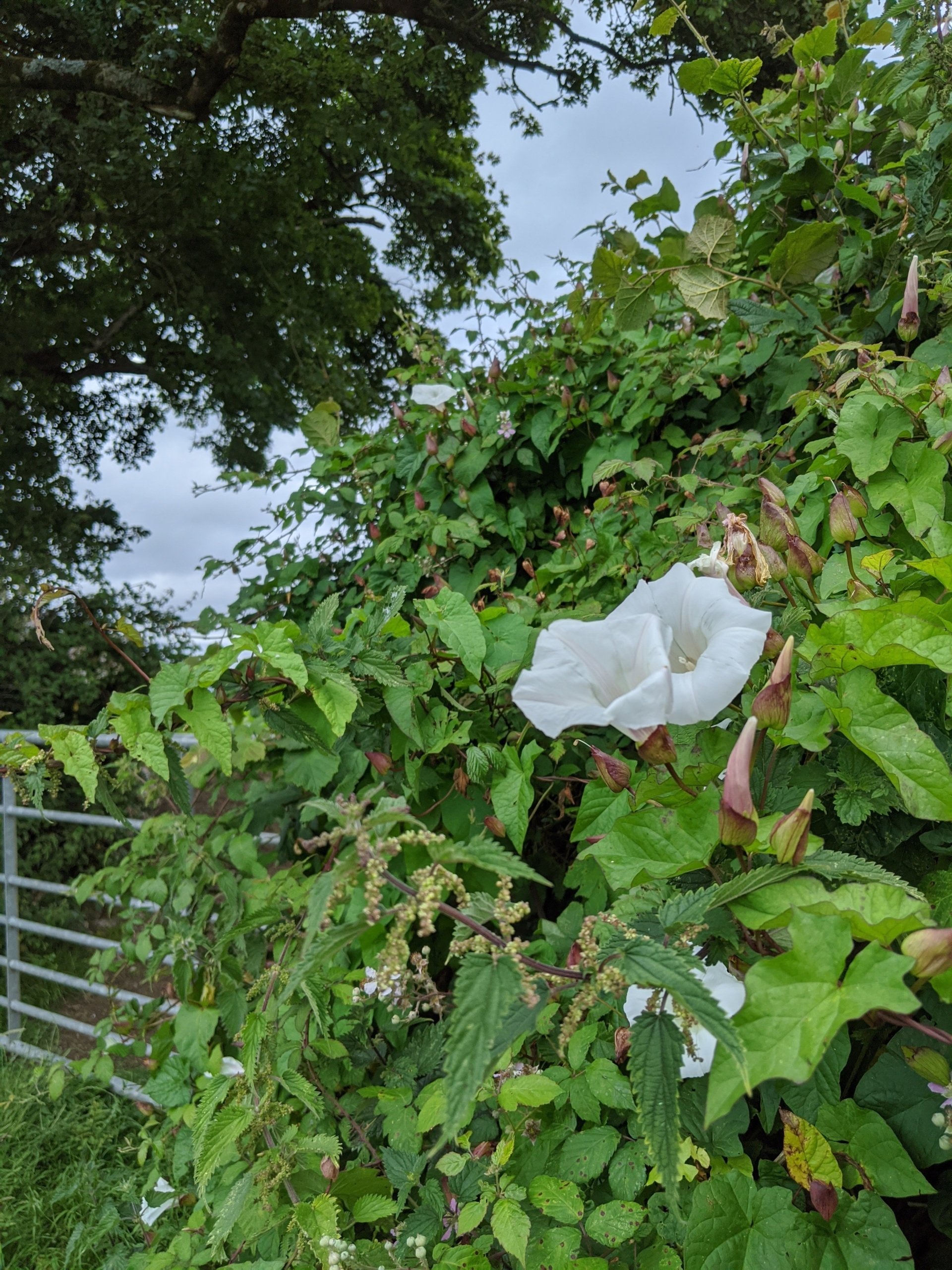 A gallery of photographs and quotes featuring hedgerows