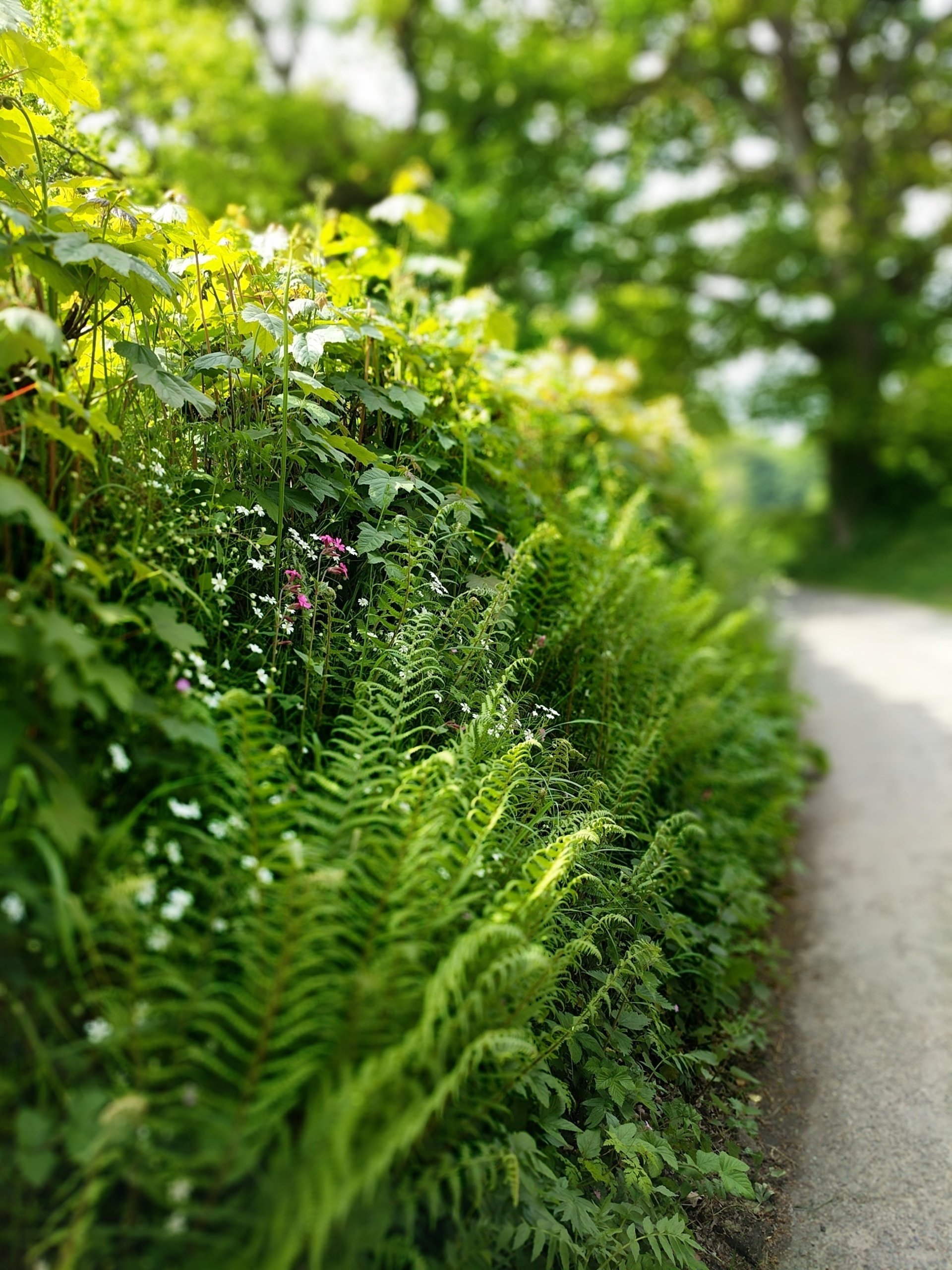 A gallery of photographs and quotes featuring hedgerows