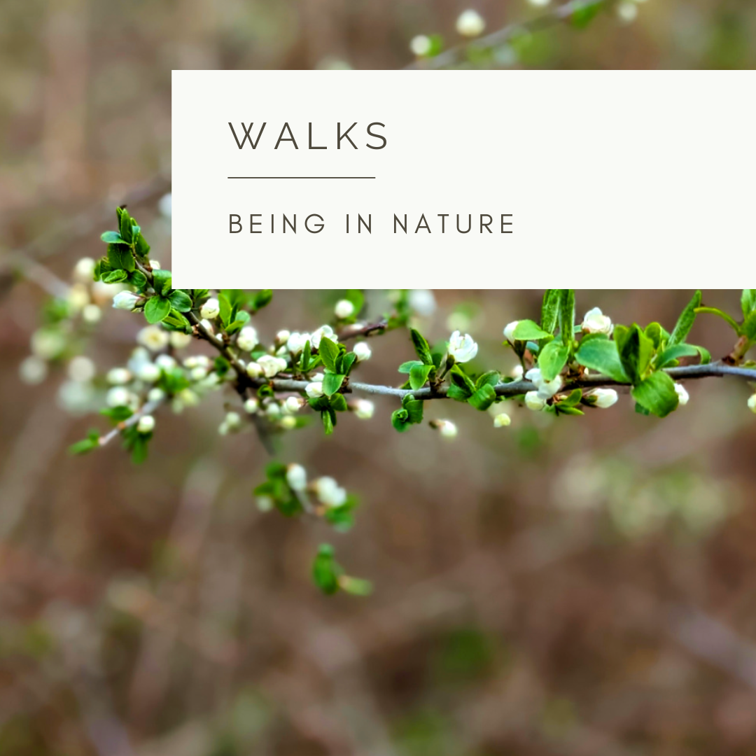 Videos inspired by Nature in words, photography, music