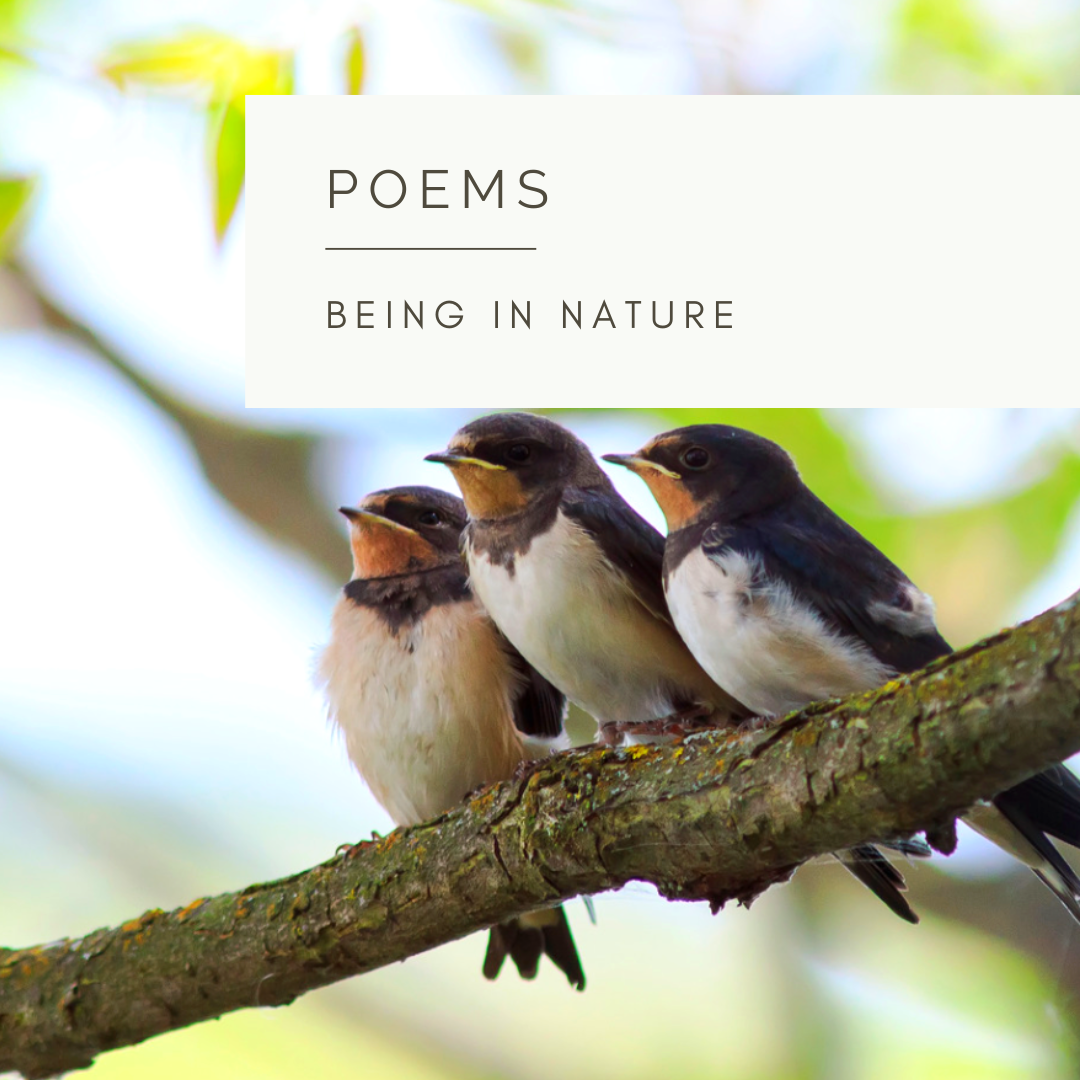 Videos inspired by Nature in words, photography, music