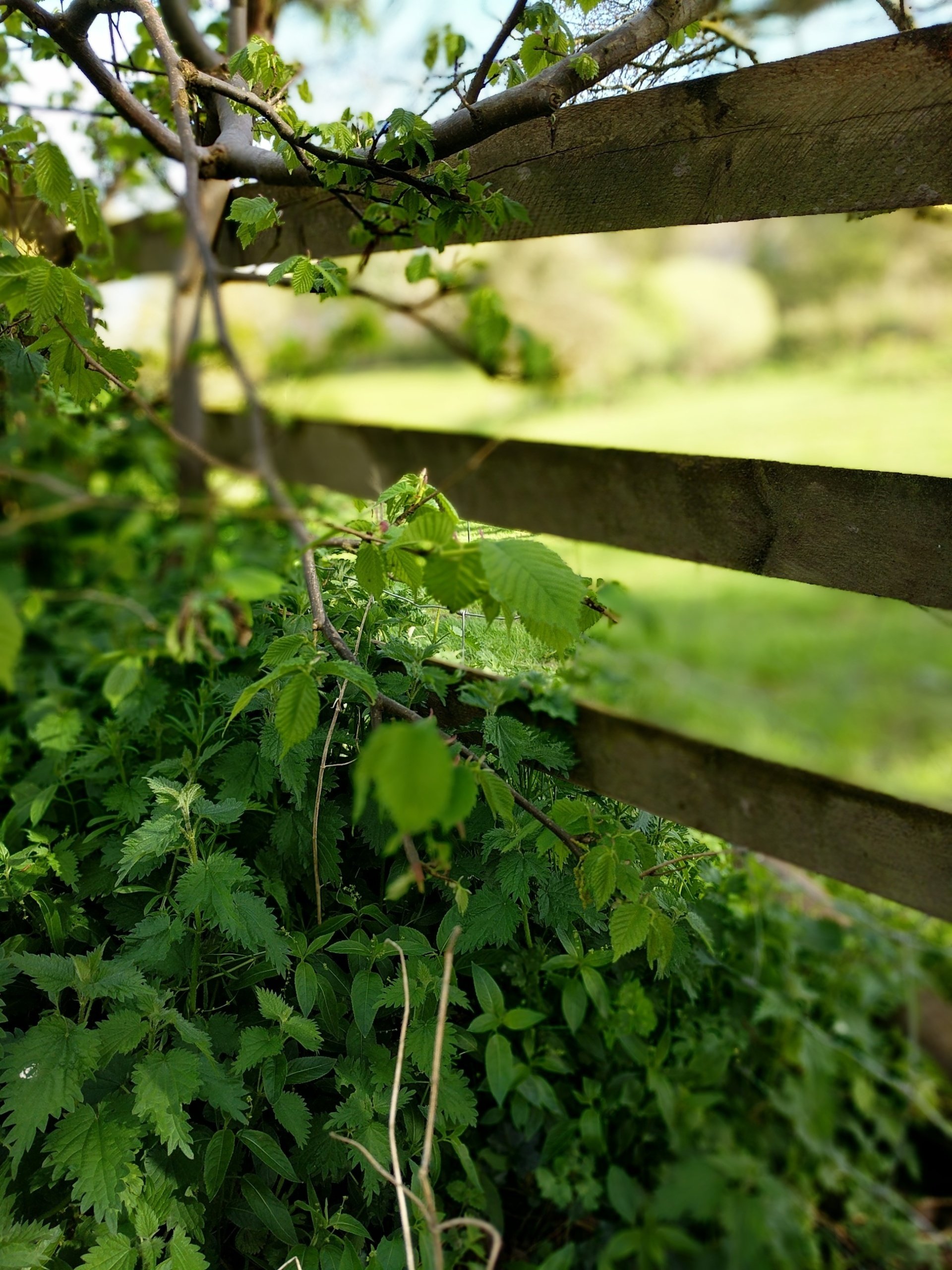 A gallery of photographs and quotes featuring hedgerows