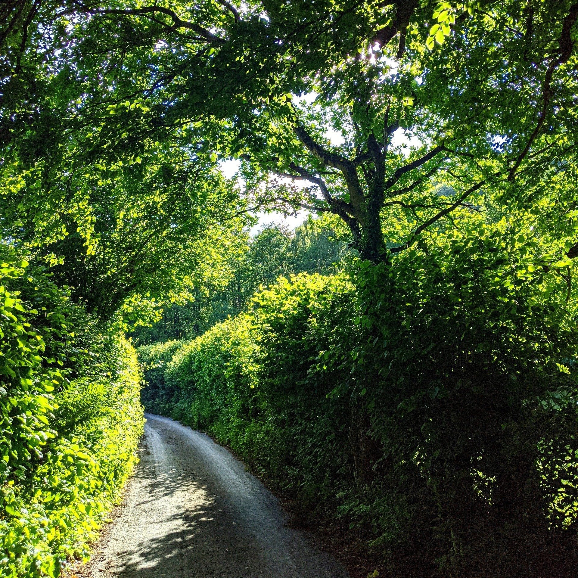 A gallery of photographs and quotes featuring hedgerows