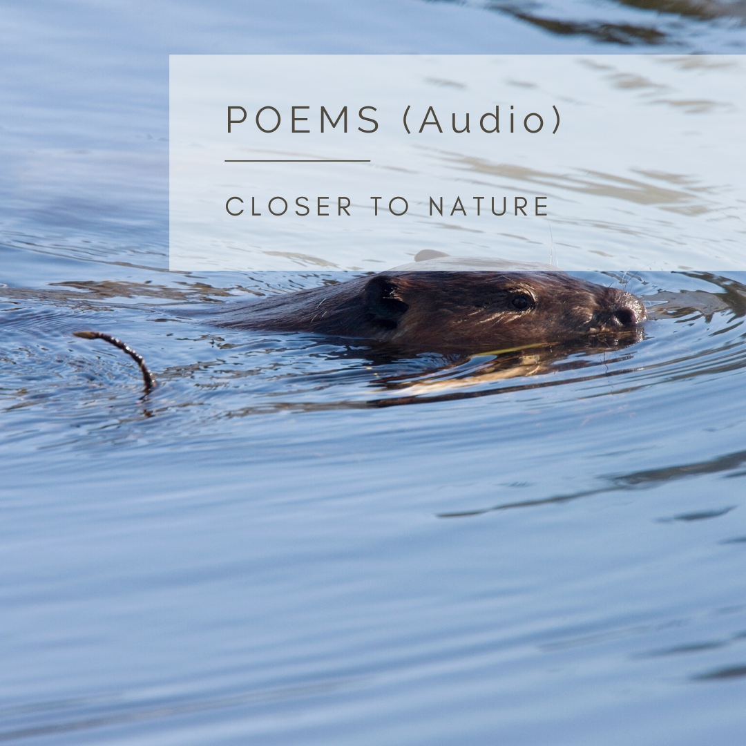 Videos inspired by Nature in words, photography, music