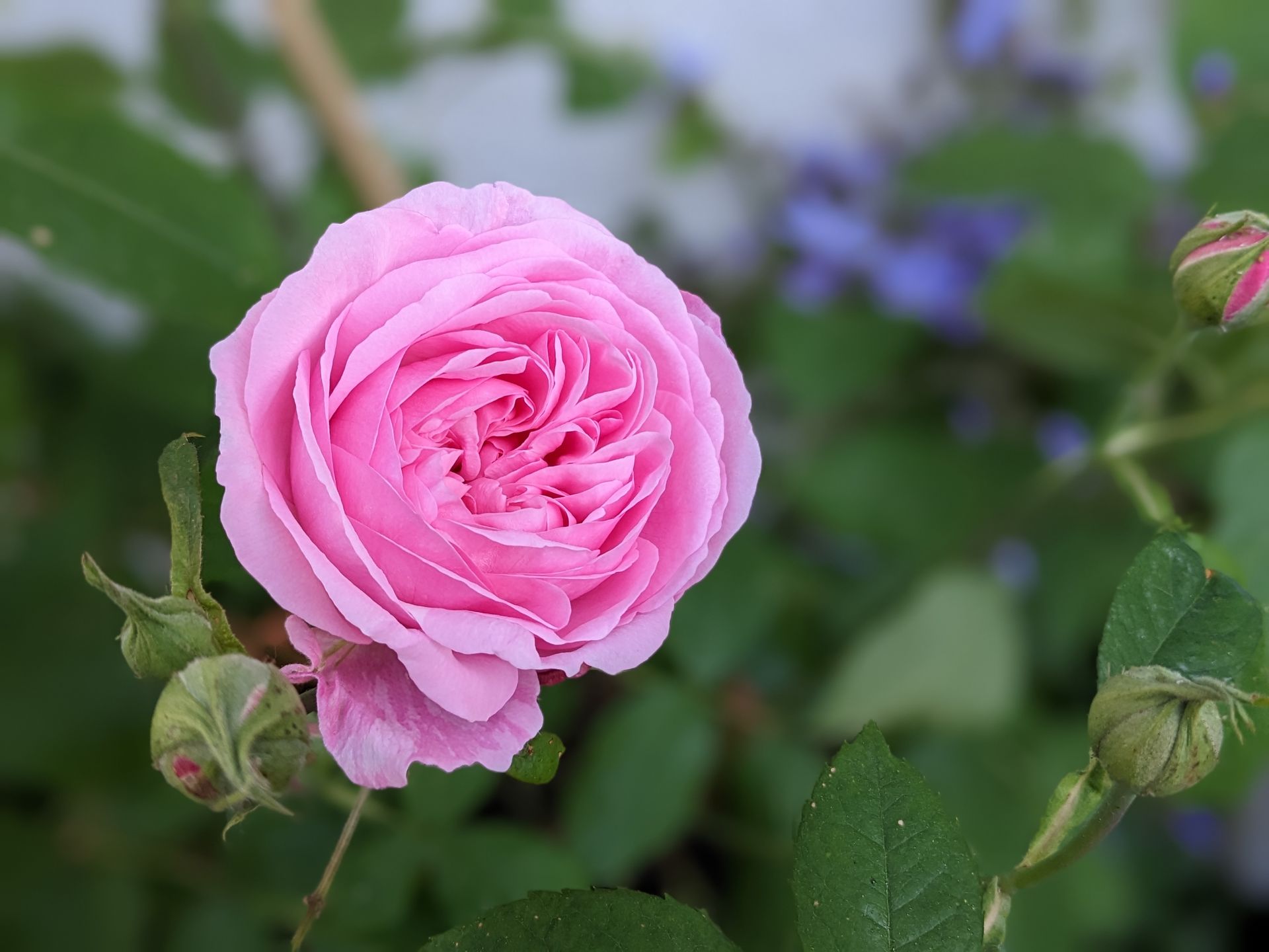 A gallery of photographs and poems about my Rose Garden