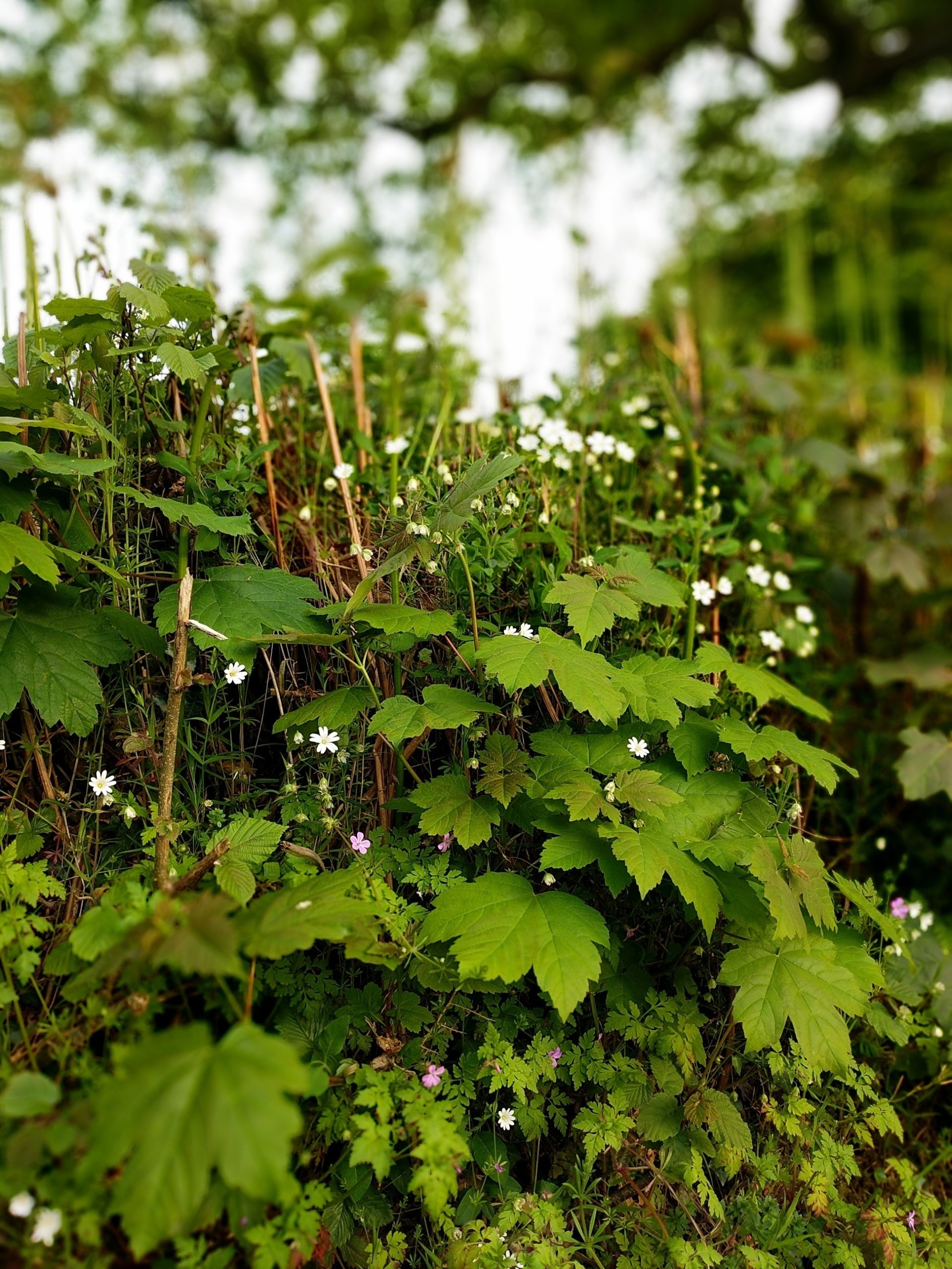 A gallery of photographs and quotes featuring hedgerows