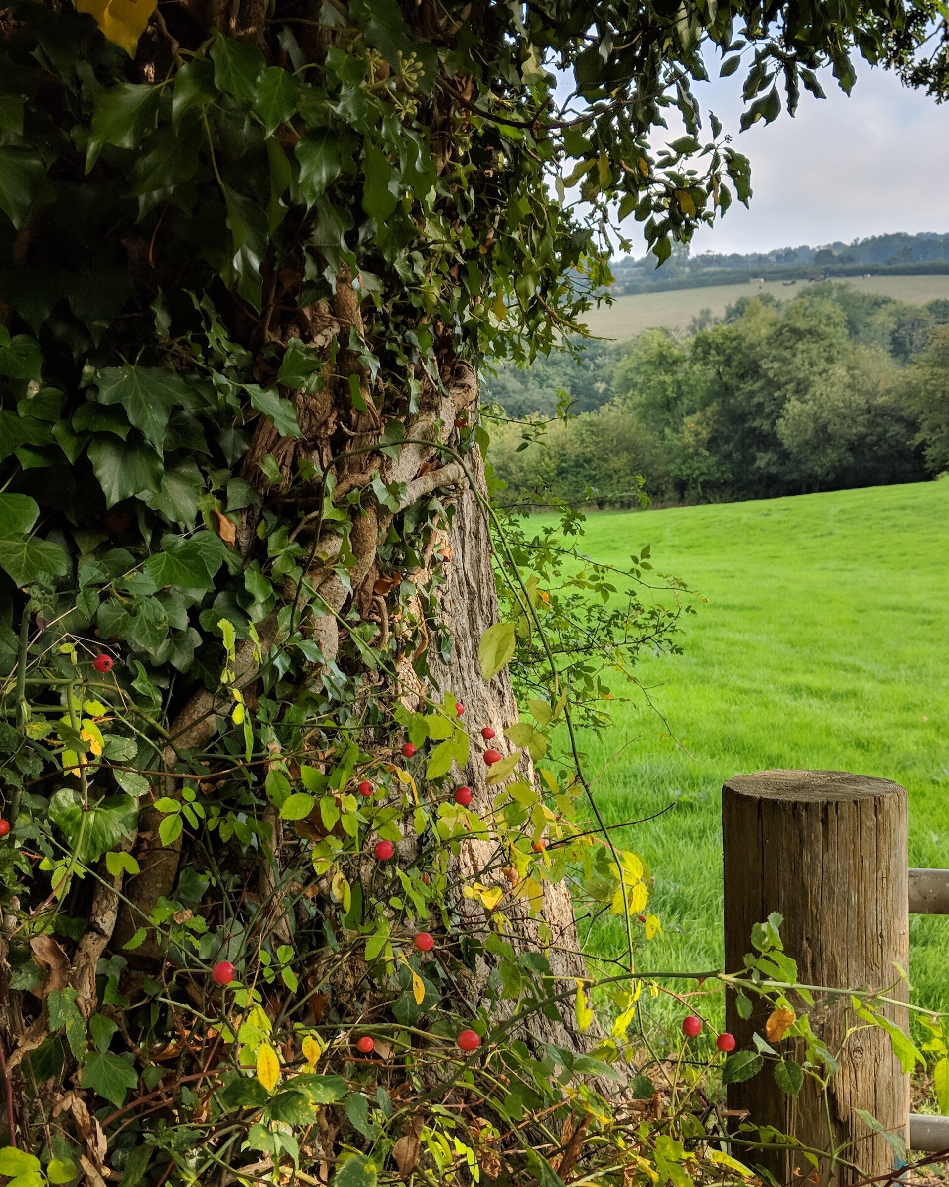 A gallery of photographs and quotes featuring hedgerows