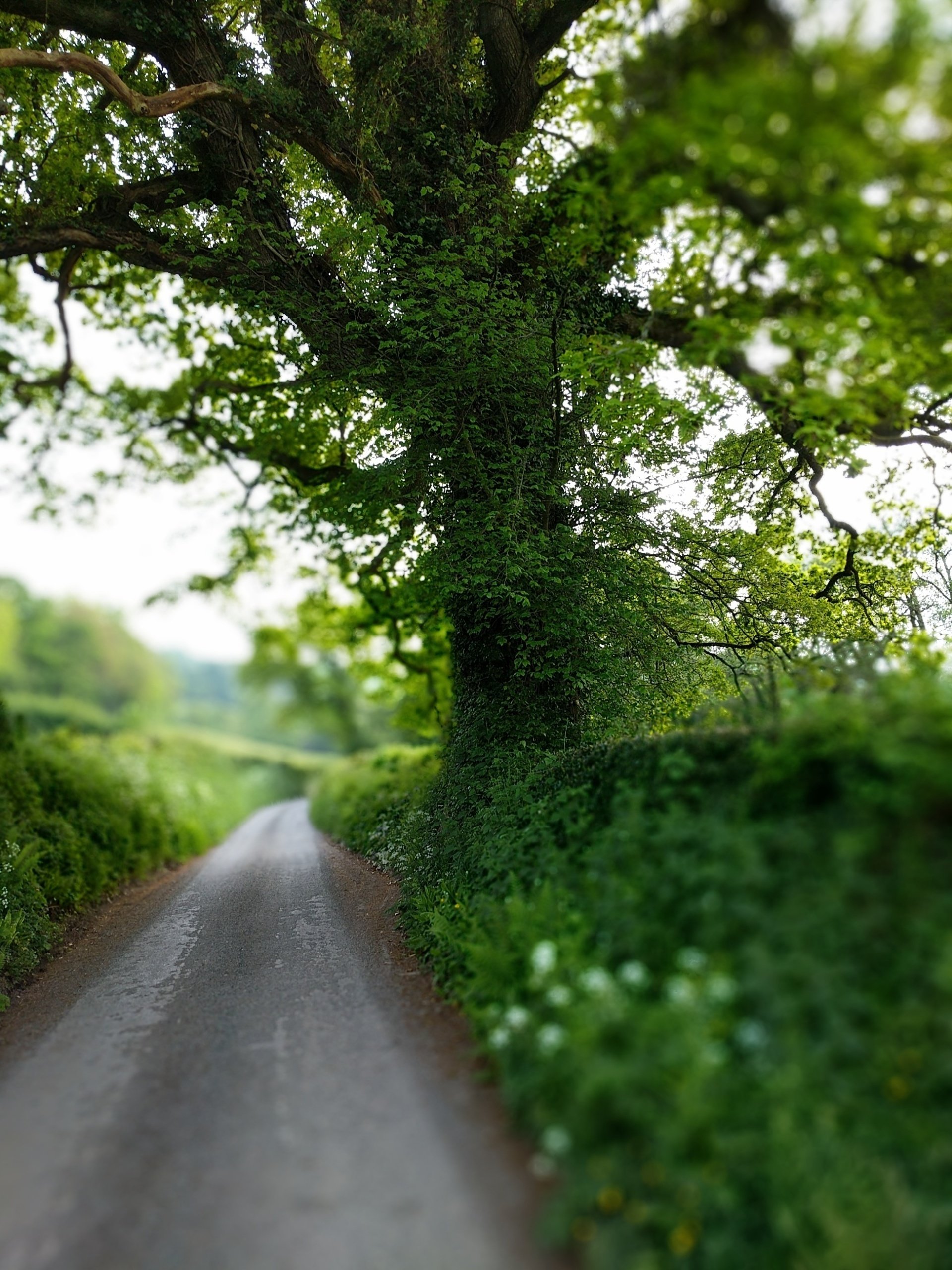 A gallery of photographs and quotes featuring hedgerows