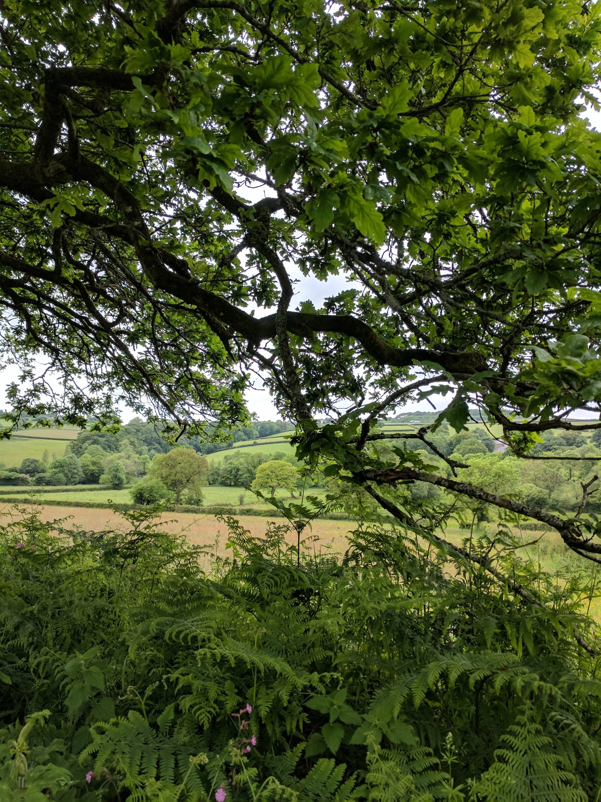 A gallery of photographs and quotes featuring hedgerows