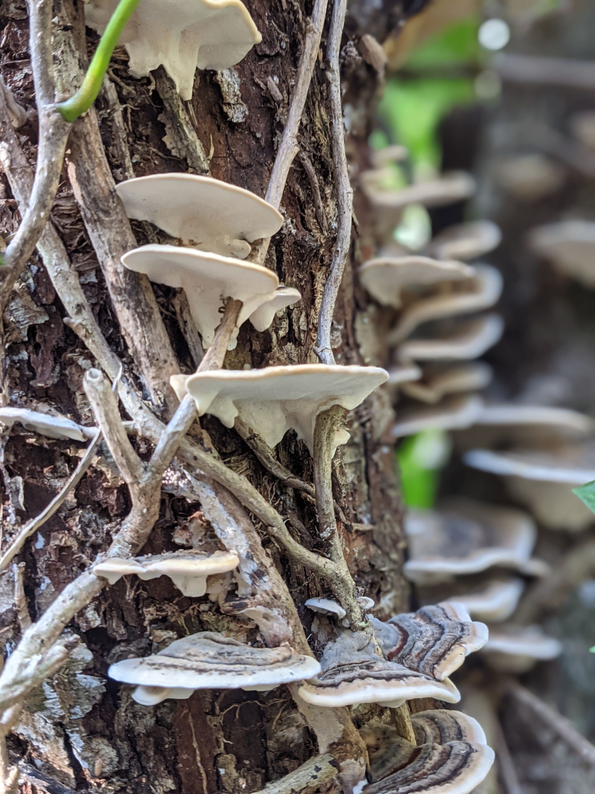 The phenomenal health benefits of Turkey Tail Tea